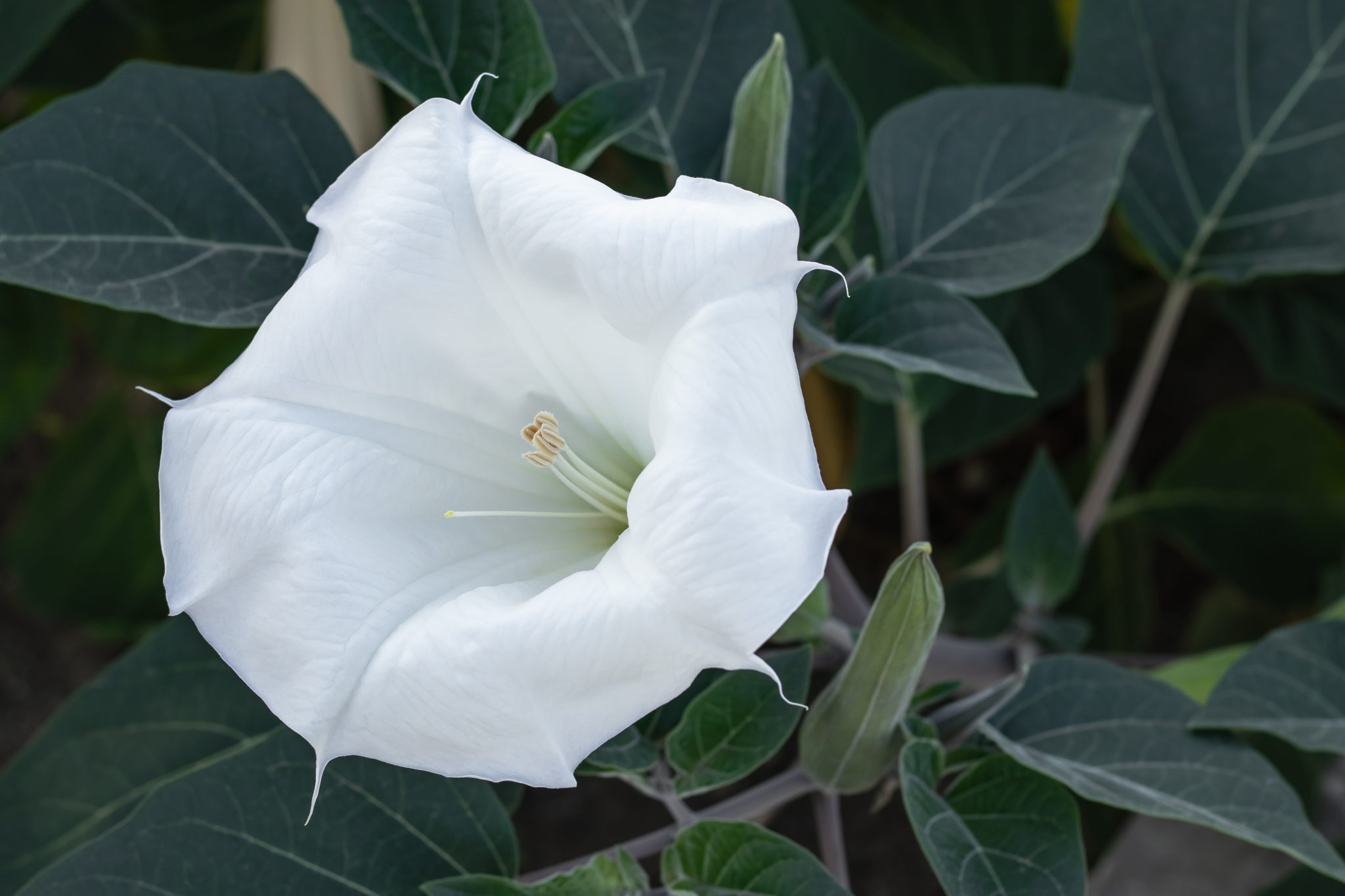 The Toxic Beauty of Datura | Chemical Collective