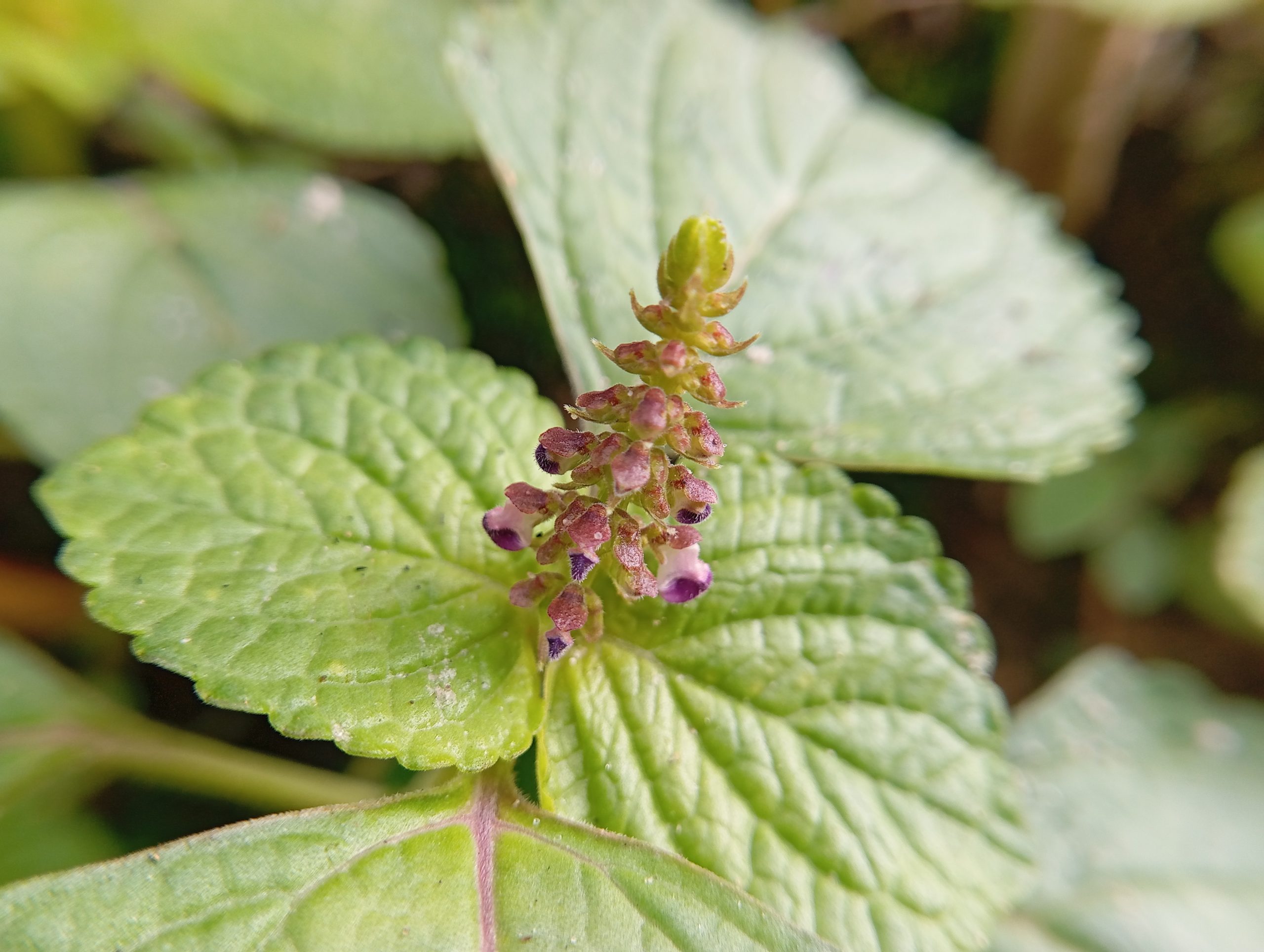 The Untapped Potential of Salvia | Chemical Collective