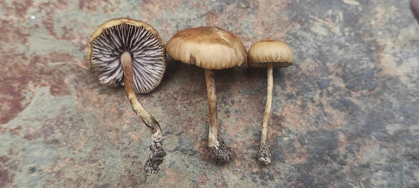 Spores of Promise: The Psilonautic Potential of Psilocybe ingeli ...