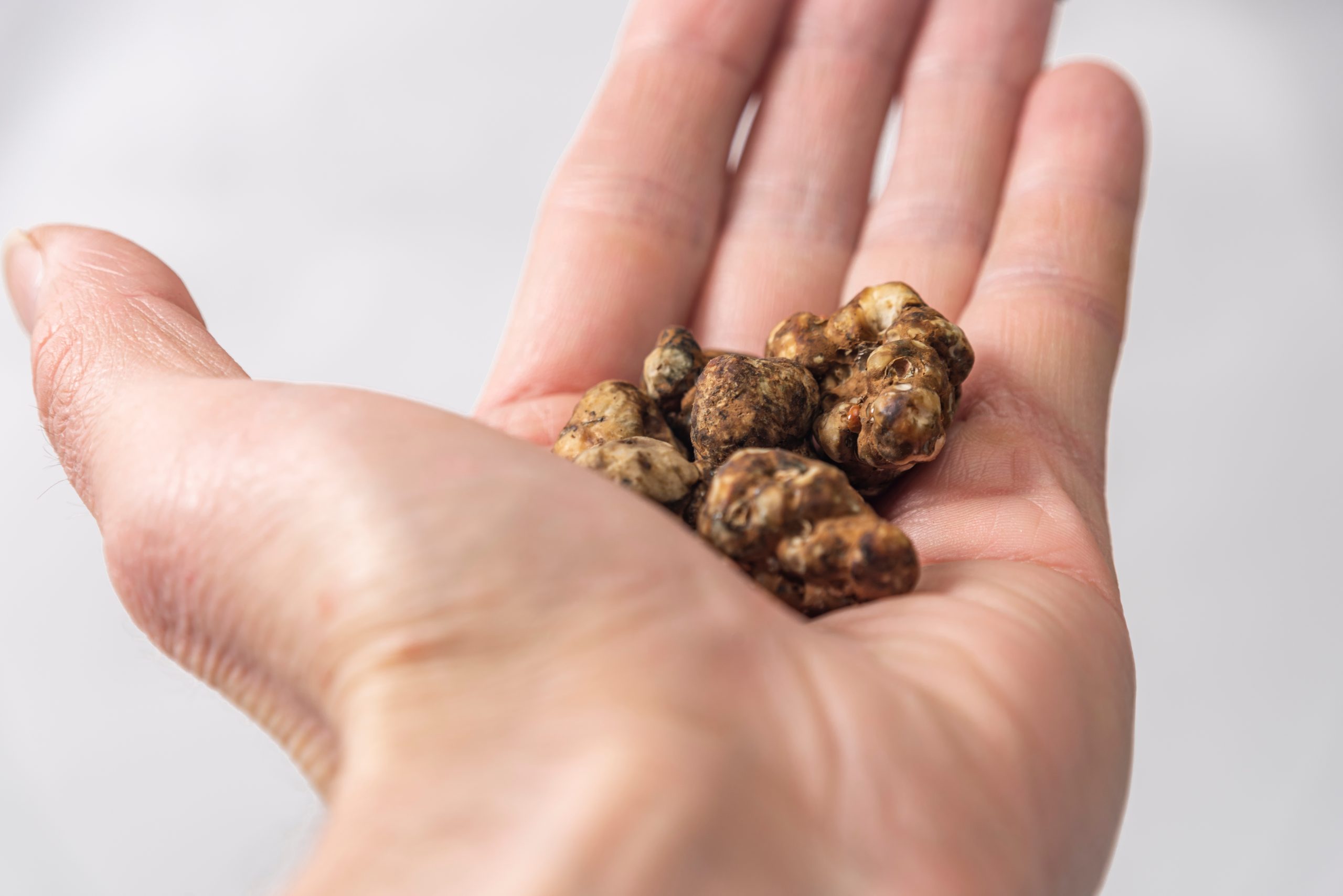 How to Dry Magic Truffles (Safely and Effectively): A Mycophile’s Guide ...